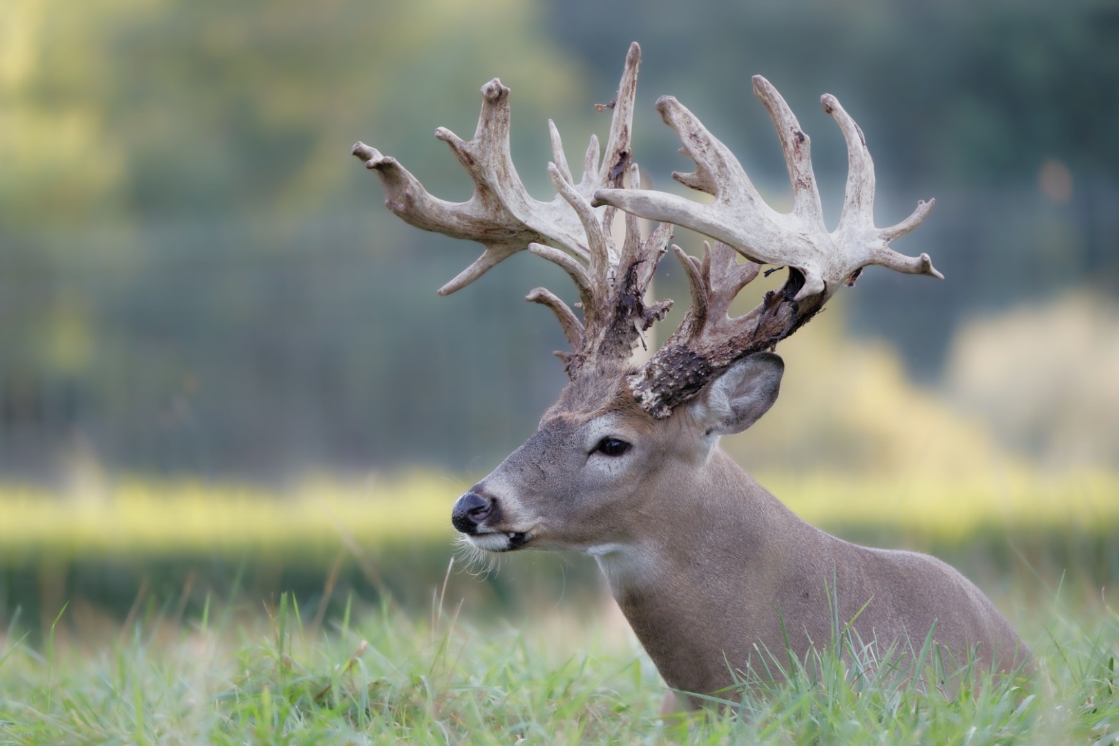 About Us - DSC Foundation