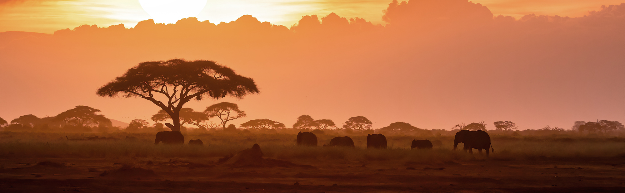 DSCF Staff - Denell Jackson - DSC Foundation